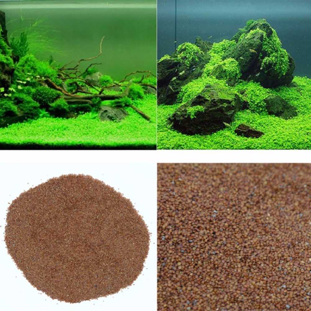 Jual TaffHOME Bibit Rumput Air Dekorasi Aquarium Landscape