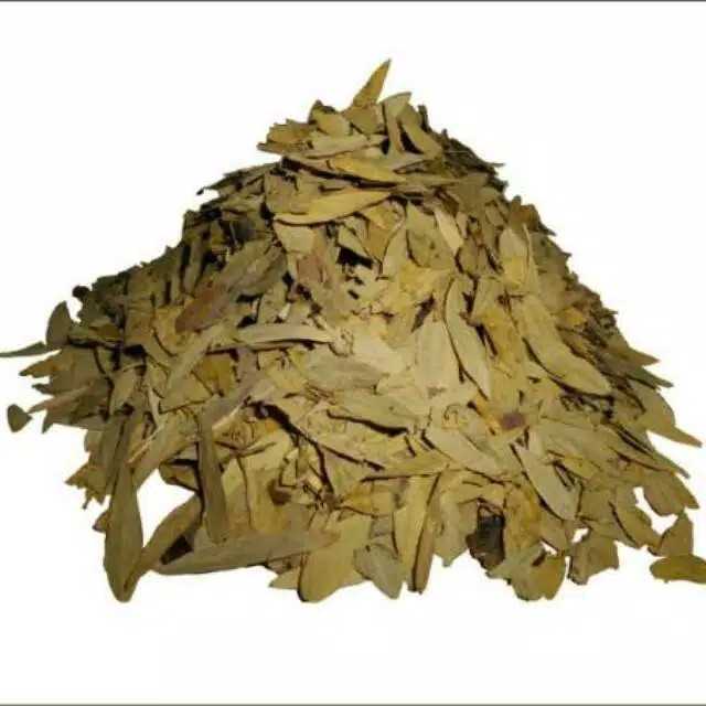 Jual Daun Sena Teh Jati Cina Belanda Teh Pelangsing dan Lancar