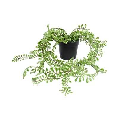 Jual Tanaman Juntai Gantung Tanaman Tiruan Pot 9cm Panjang 50cm